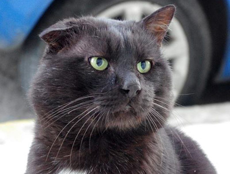 Αυτός ο Μάγκας γάτος χρειάζεται το δικό του σπιτικό | www.zoosos.grwww ...