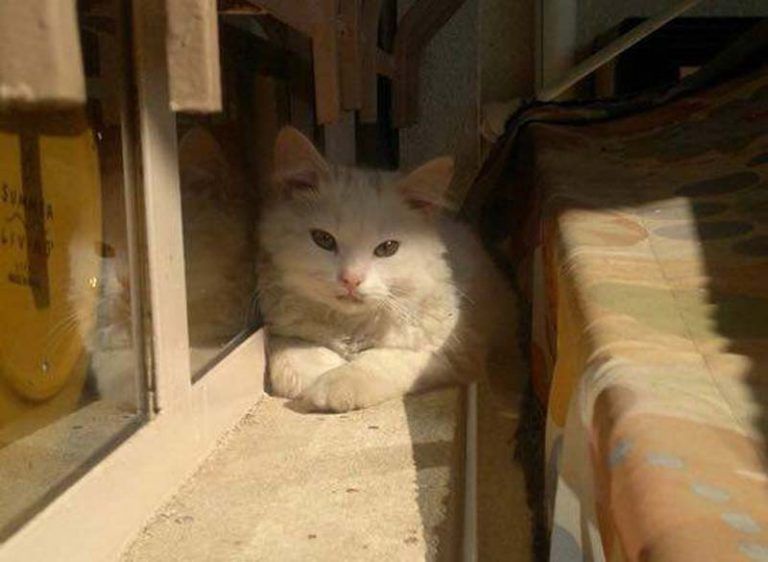 Epic Journey! Iraqi refugee cat reunites with family in Norway