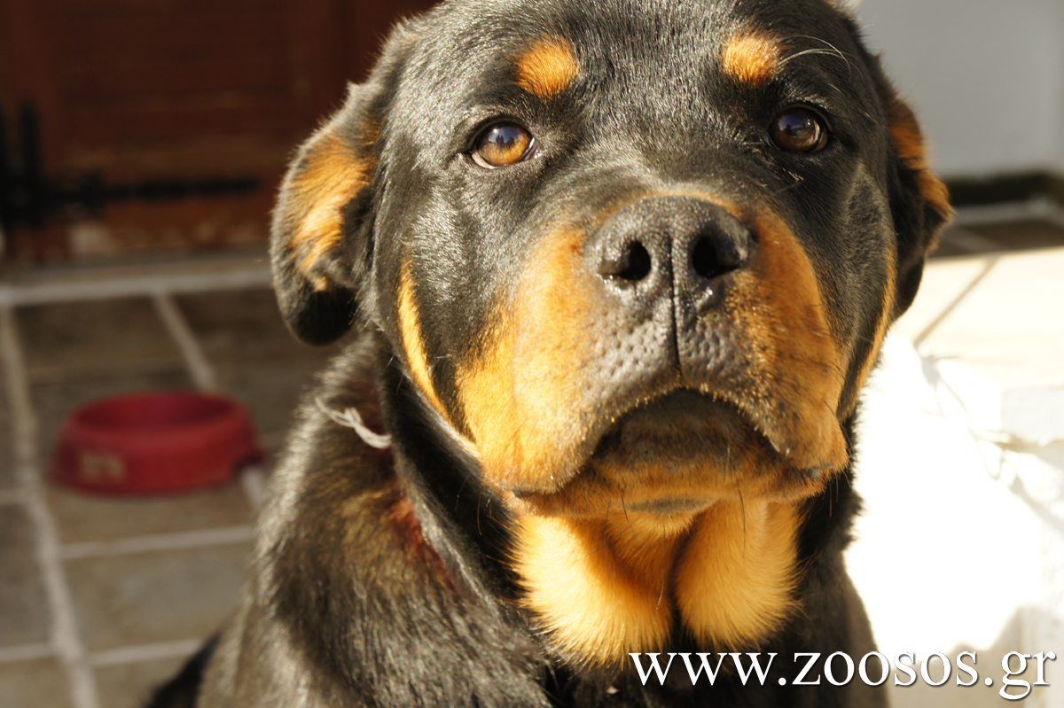 Οι «επικίνδυνες» φυλές σκύλων και η αλήθεια | www.zoosos.grwww.zoosos.gr