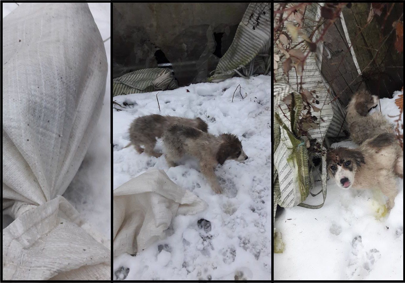 Έκλεισε 2 κουτάβια σε τσουβάλι και τα πέταξε σε χαράδρα στη Λεπτοκαρυά ...