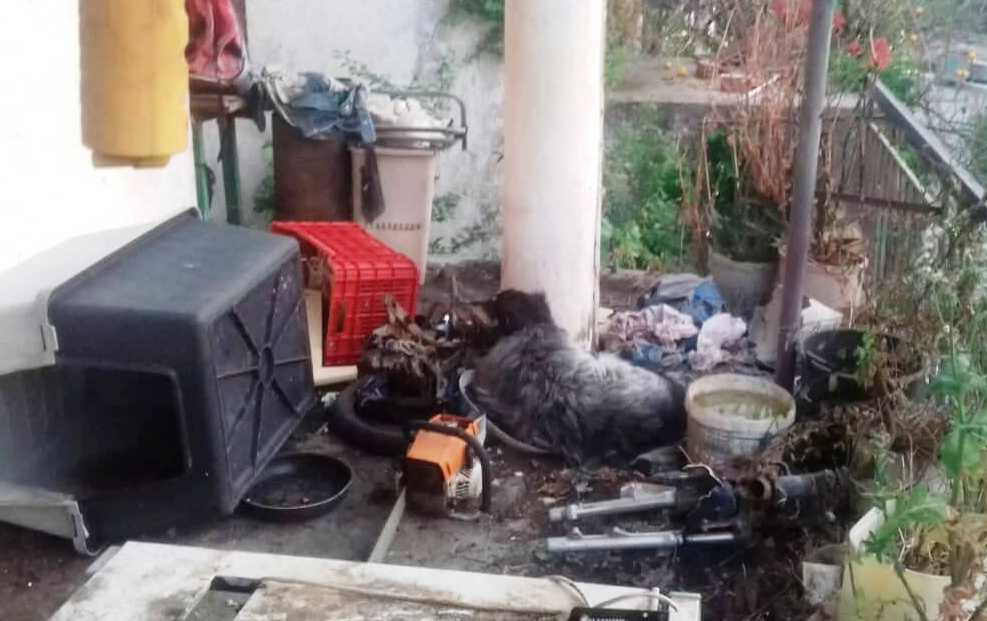 Ο δολοφόνος του Κ. Κατσουλάκη σκότωνε αδέσποτα & κακοποιούσε και τον ...