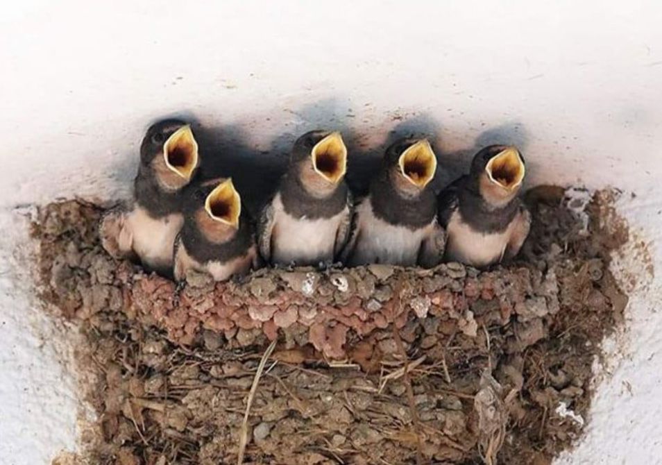 Ελληνική Ορνιθολογική Εταιρεία: Ποινικό αδίκημα η καταστροφή φωλιών και ...