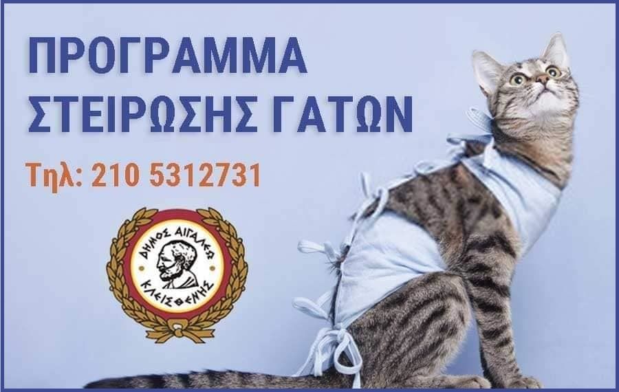 Πρόγραμμα στειρώσεων για αδέσποτες γάτες από τον Δήμο Αιγάλεω | www ...