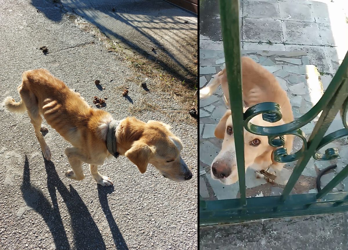 Φροντίζουν τον σκύλο που βρήκαν σκελετωμένο σε αυλή σπιτιού στο Μάτι ...