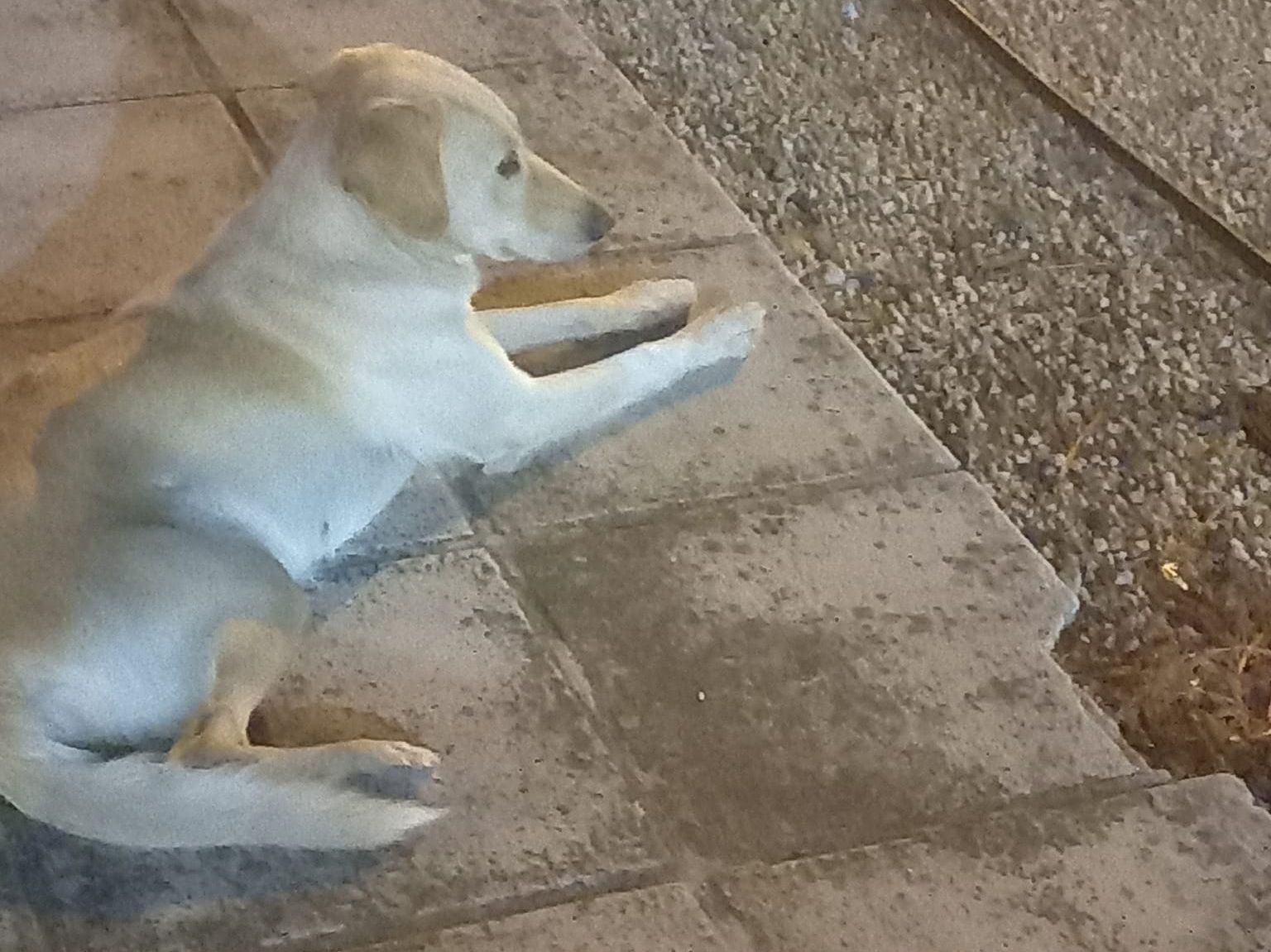 Έκκληση για τη σωτηρία σκύλου εγκαταλείφθηκε στον Σ.Ε.Α. Αλμυρού και ...