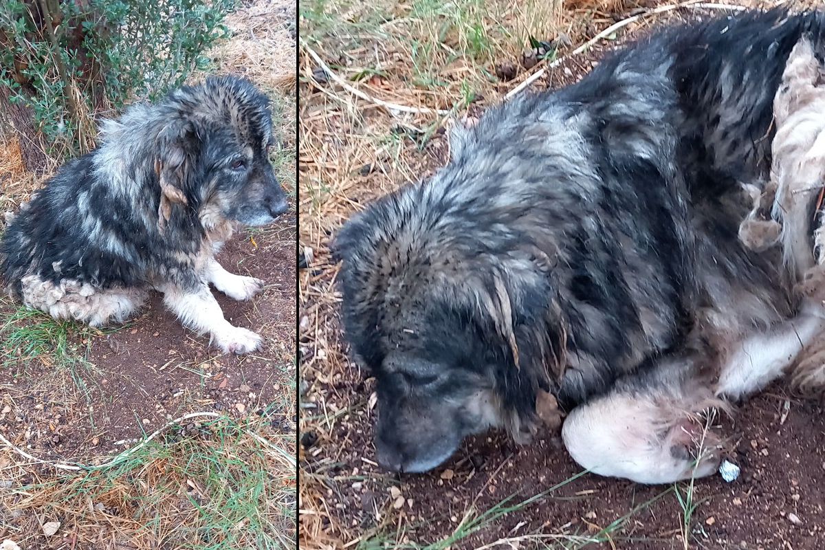 Έκκληση για τη φροντίδα σκύλου που ζει στον όρμο Αγίου Ιωάννου Θίσβης ...
