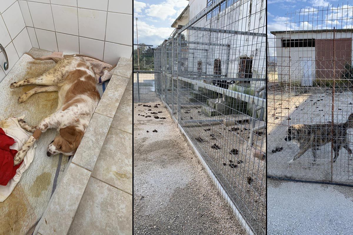 Καταγγέλλουν την κακοποίηση των έγκλειστων σκυλιών στο Δημοτικό ...