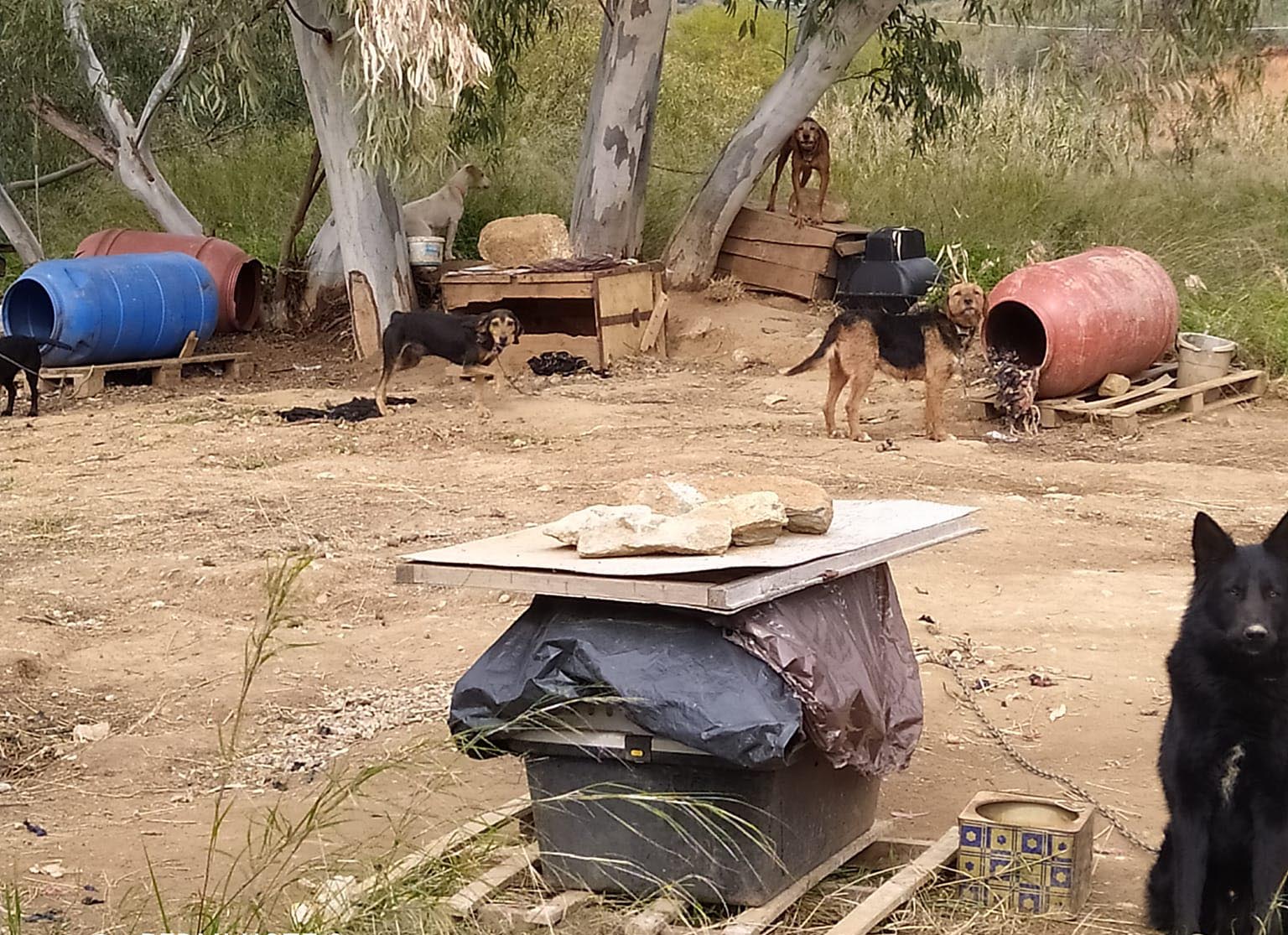 Λακωνία: Δημοτικός υπάλληλος κακοποιούσε σκυλιά και τα εξέτρεφε ...