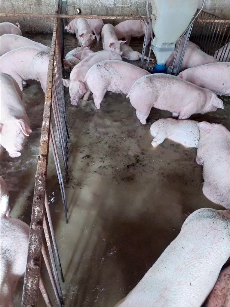 Μυρίνη Καρδίτσας: Γουρούνια πνίγηκαν εγκλωβισμένα μέσα σε χοιροτροφείο ...