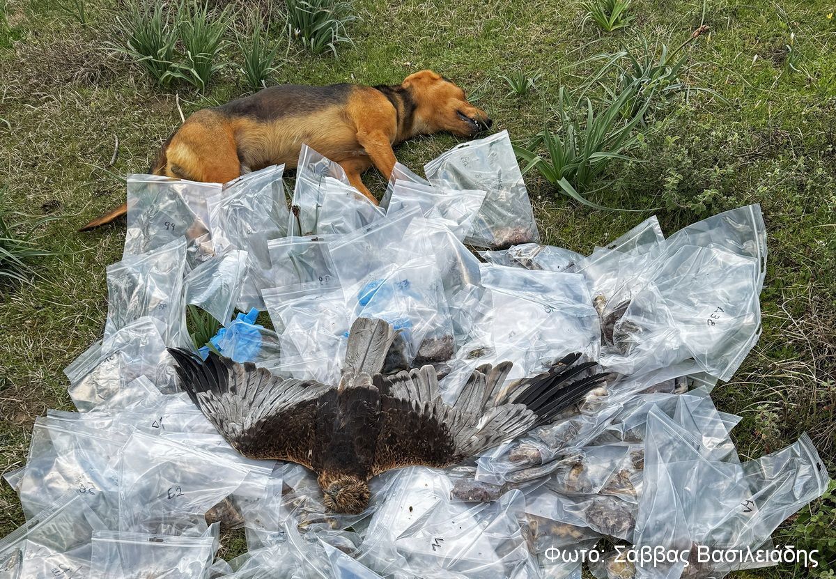 Θεσσαλία: Βρέθηκαν 193 φόλες και δολοφονημένα 12 σκυλιά και 4 πουλιά ...