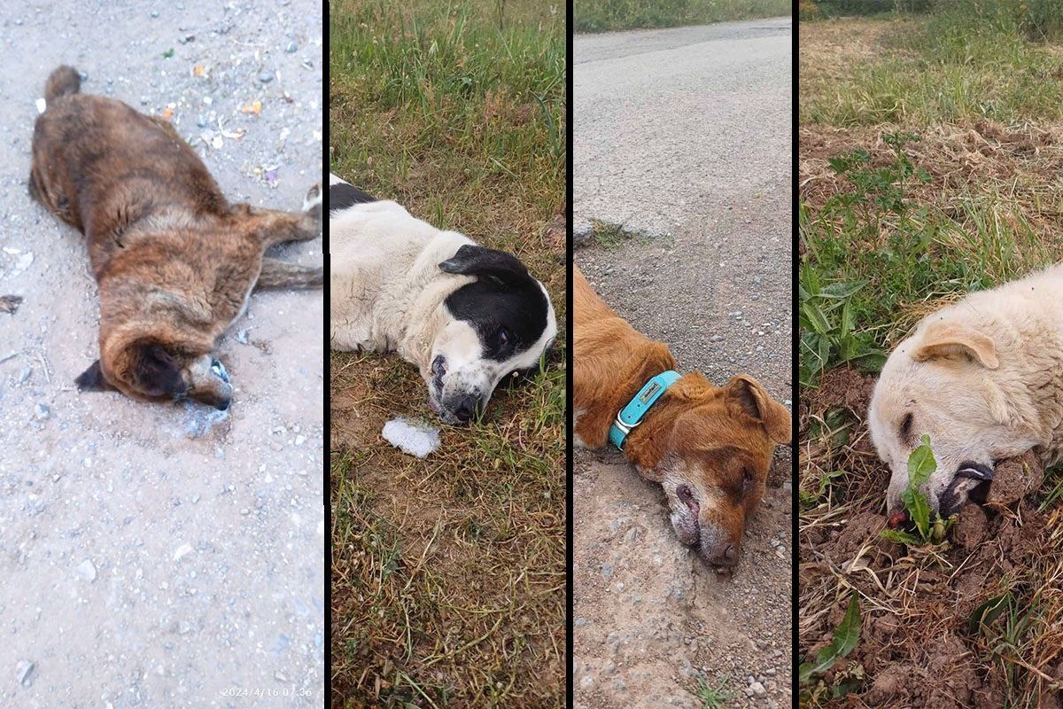 Πάνω από 20 γατιά και σκυλιά δολοφονημένα με φόλες μέσα σε 45 μέρες στο ...