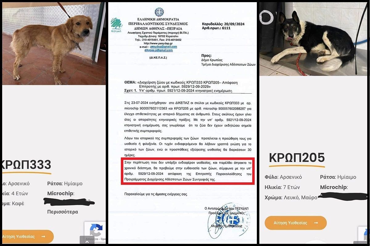 Αποφάσεις για παράνομες ευθανασίες σκυλιών στο ΔΙ.ΚΕ.Π.Α.Ζ. αποκαλύπτει ...