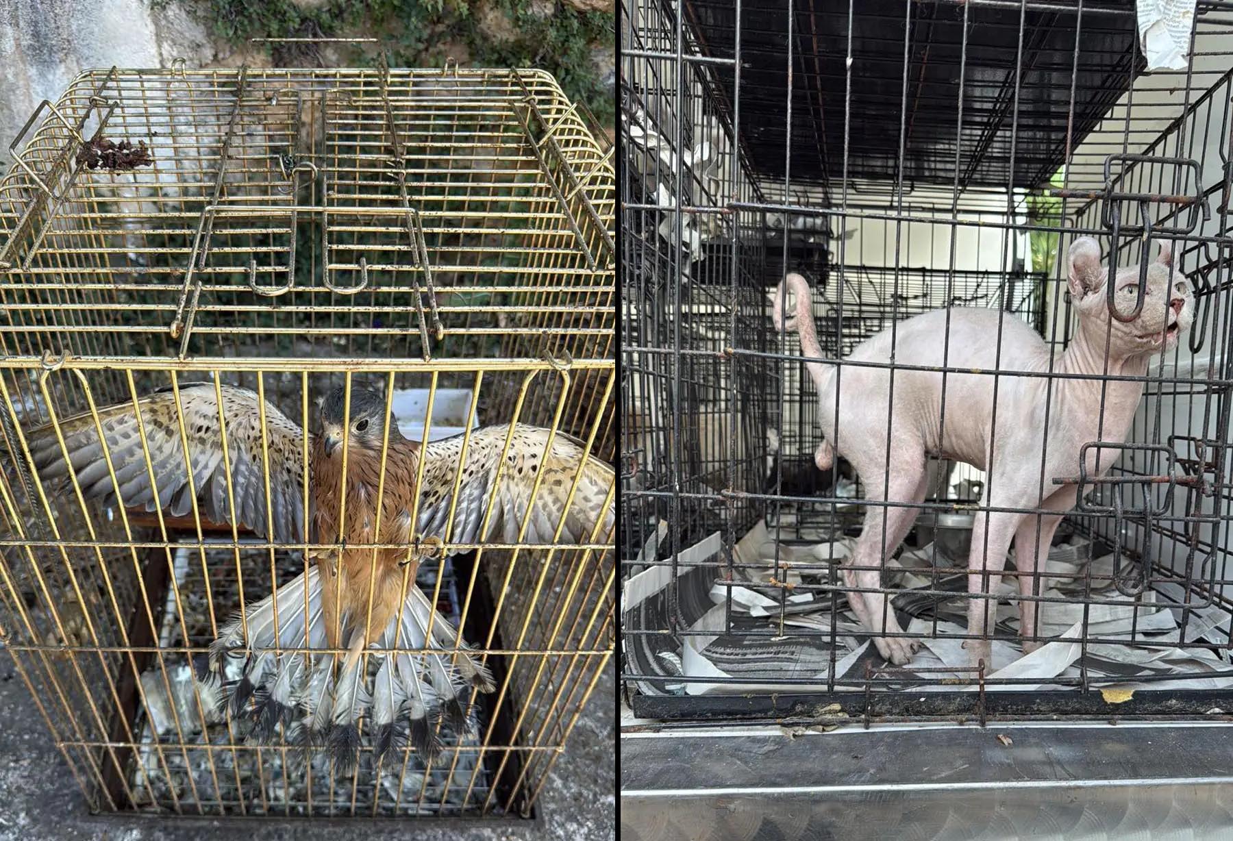 Εξιχνιάστηκε παράνομο εκτροφείο και εμπόριο σκυλιών και γατιών σε Σπάτα ...