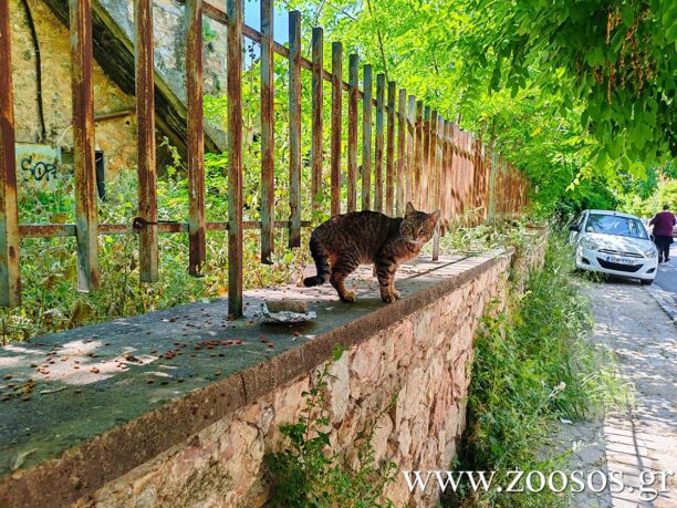 Διαμέλισε γατάκια και σκόρπισε τα κομμάτια τους σε πλατείες του Δήμου ...