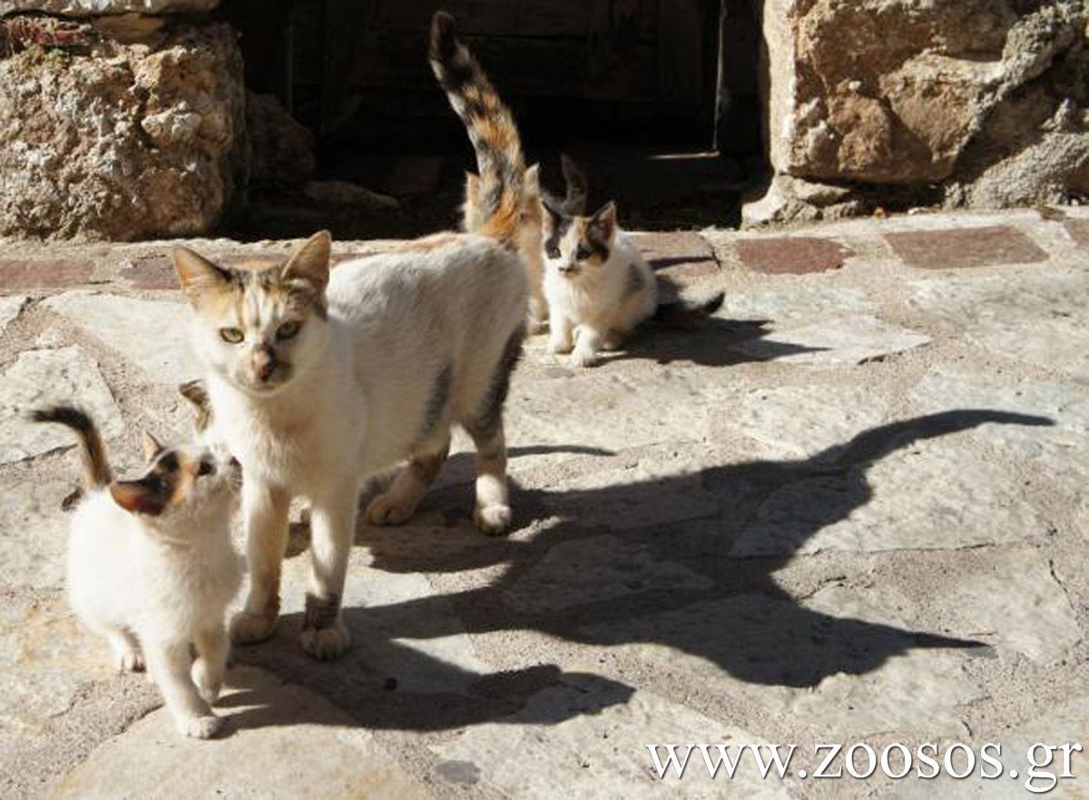 Τοξόπλασμα και κατοικίδια: Μύθοι και Πραγματικότητα | www.zoosos.grwww ...