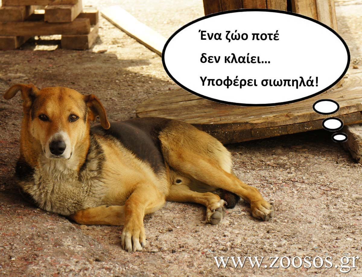 «Ένα ζώο δεν κλαίει ποτέ… υποφέρει σιωπηλά» το σύνθημα της καμπάνιας ...