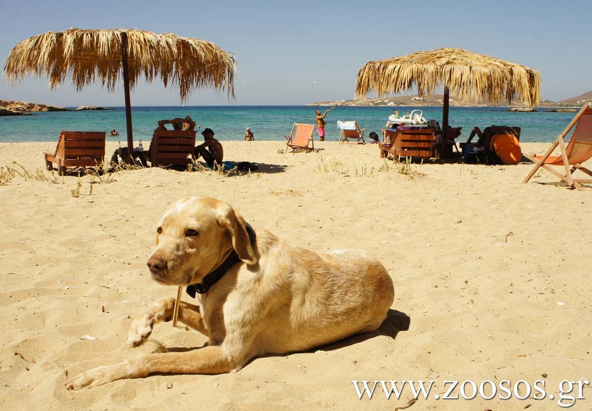 Σκυλιά στην παραλία; Φυσικά και επιτρέπεται! Αλλά... | www.zoosos.grwww ...