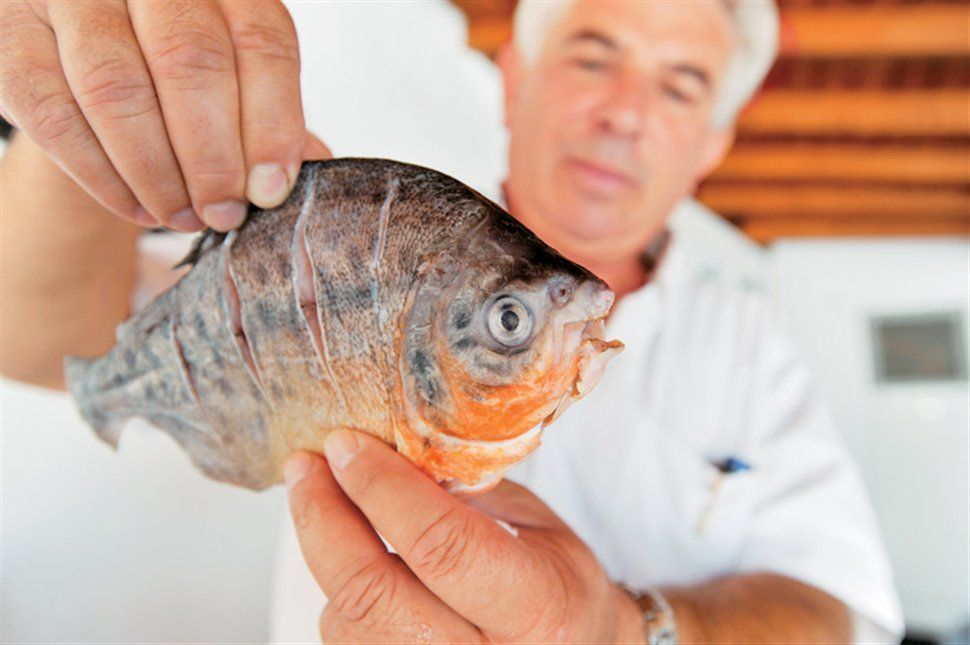 Πιράνχας στον ποταμό Έβρο! | www.zoosos.grwww.zoosos.gr