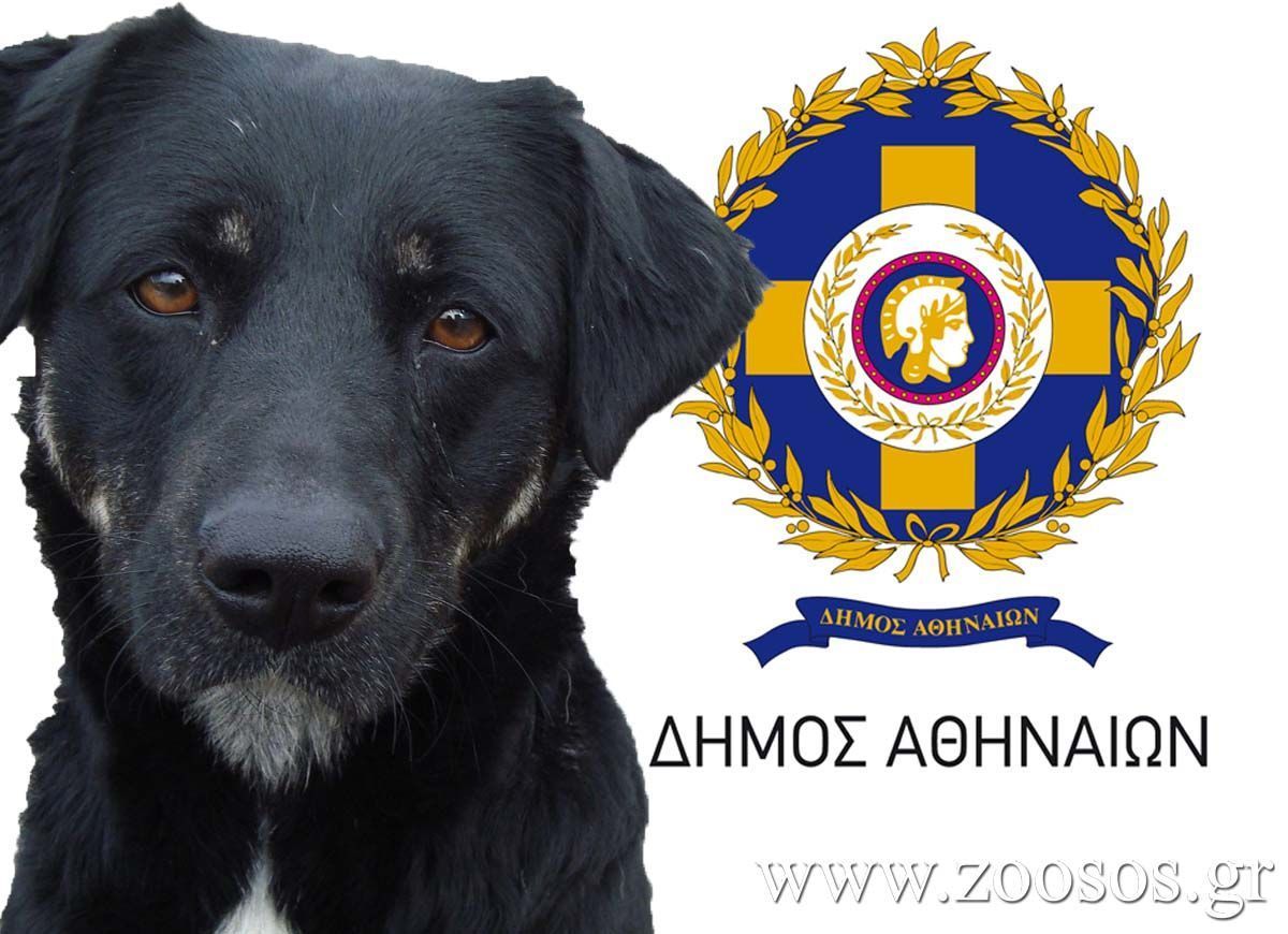 Τα έγκλειστα σκυλιά αλληλοσπαράσσονται και ο Δήμος Αθηναίων αδιαφορεί ...