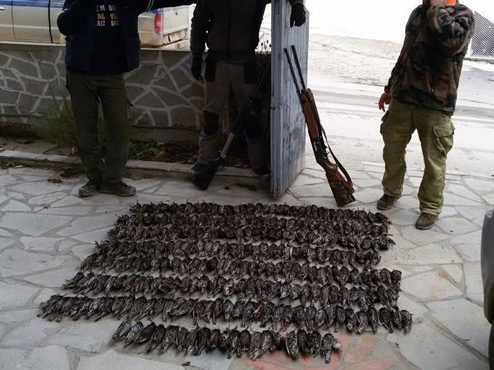 Κυνηγοί εξοντώνουν εκατοντάδες ψαρόνια και το παρουσιάζουν ως κατόρθωμα ...