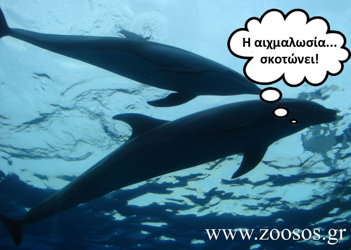 Η αιχμαλωσία σκοτώνει: 4 δελφίνια νεκρά στο Αττικό Ζωολογικό Πάρκο ...