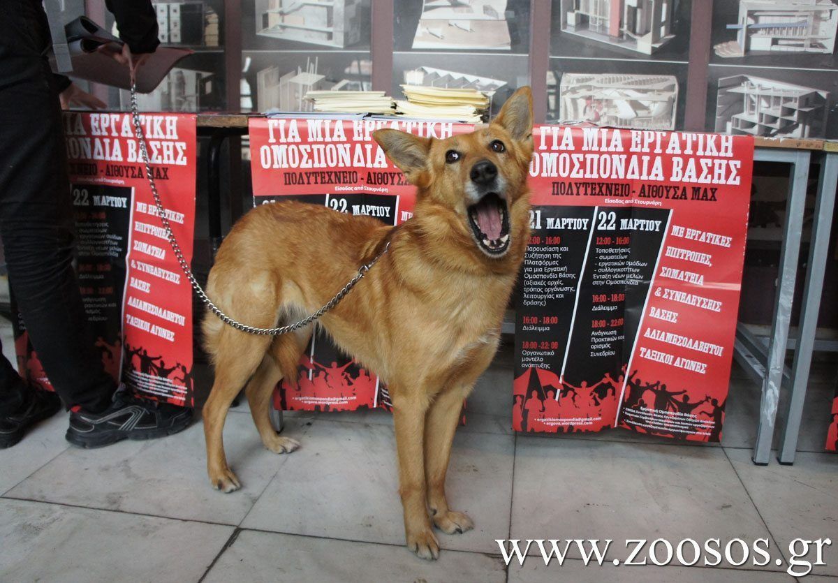 Παλεύουμε χωρίς την ουρά στα σκέλια | www.zoosos.grwww.zoosos.gr
